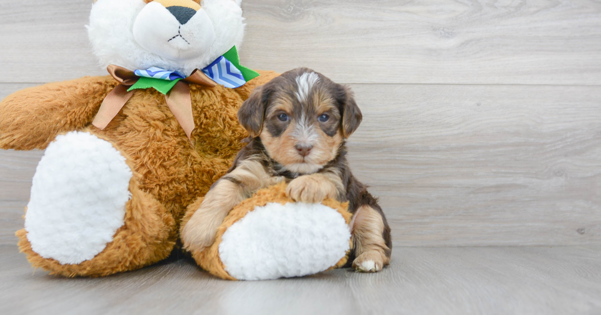 Energetic Yorkie Poo Monte: 3lb 10oz Doodle Puppy