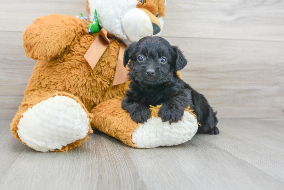 Adorable Yorkie Poo Shanti: 2lb 5oz Doodle Puppy