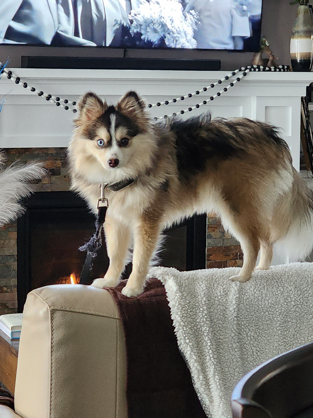 Photo Gallery: Beautiful Pomsky Pictures | Premier Pups