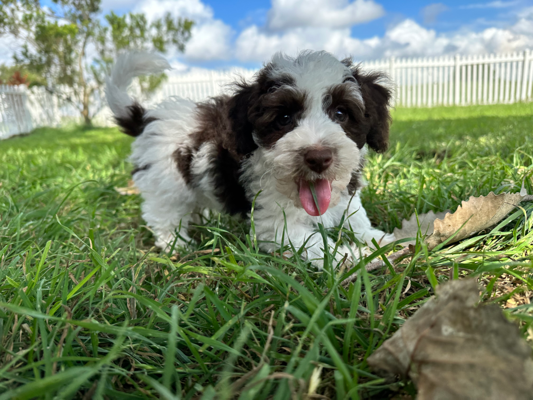 Photo Gallery: Beautiful Havapoo Pictures - Premier Pups