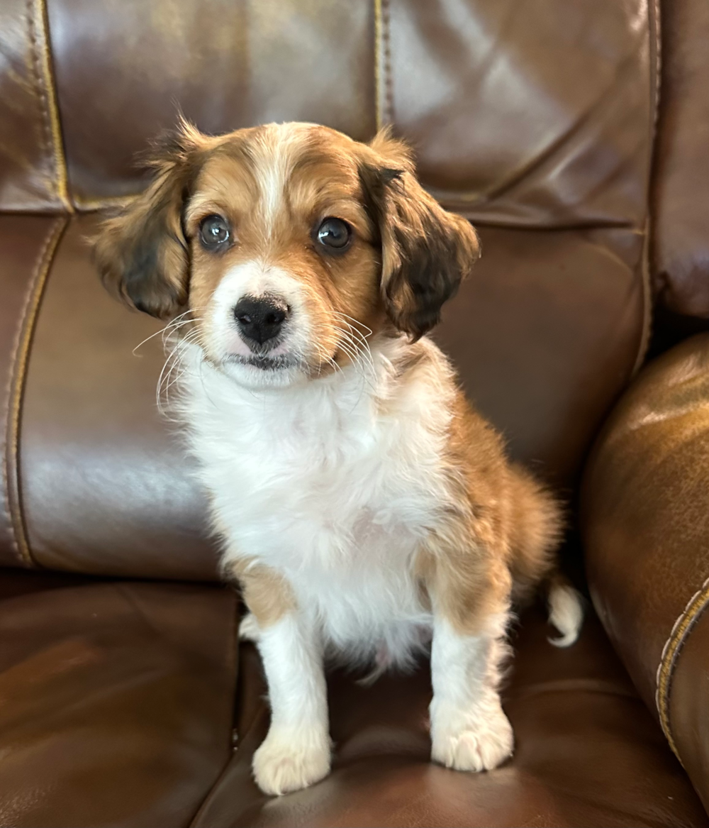 Cavapoo Pictures & Full Description - Premier Pups