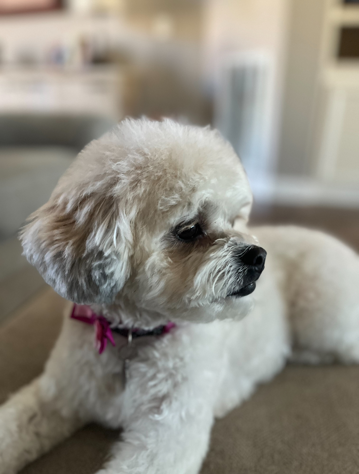 Photo Gallery: Beautiful Teddy Bear Dog Pictures - Premier Pups