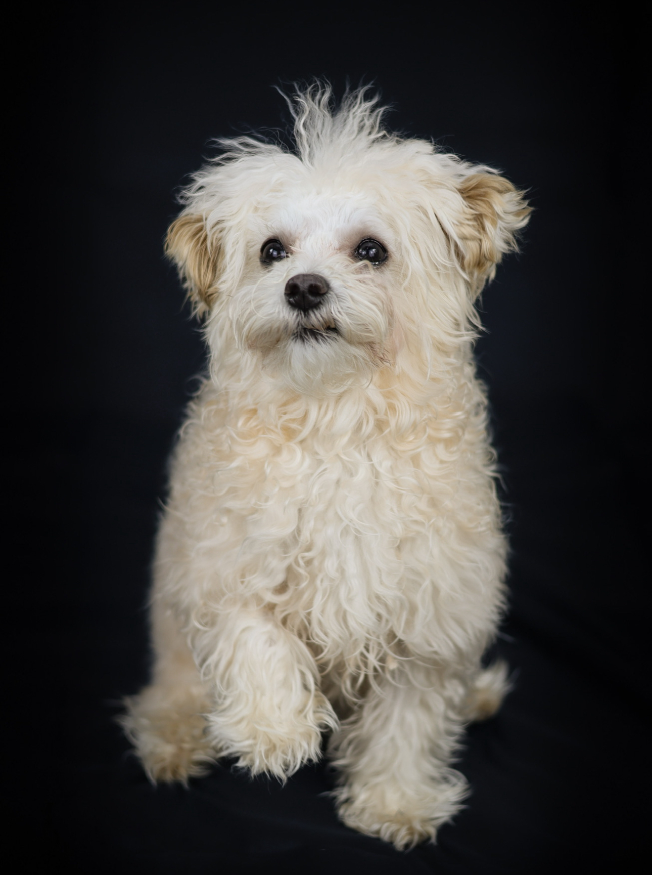 Maltipoo Pictures - Size - Temperament +More | Premier Pups
