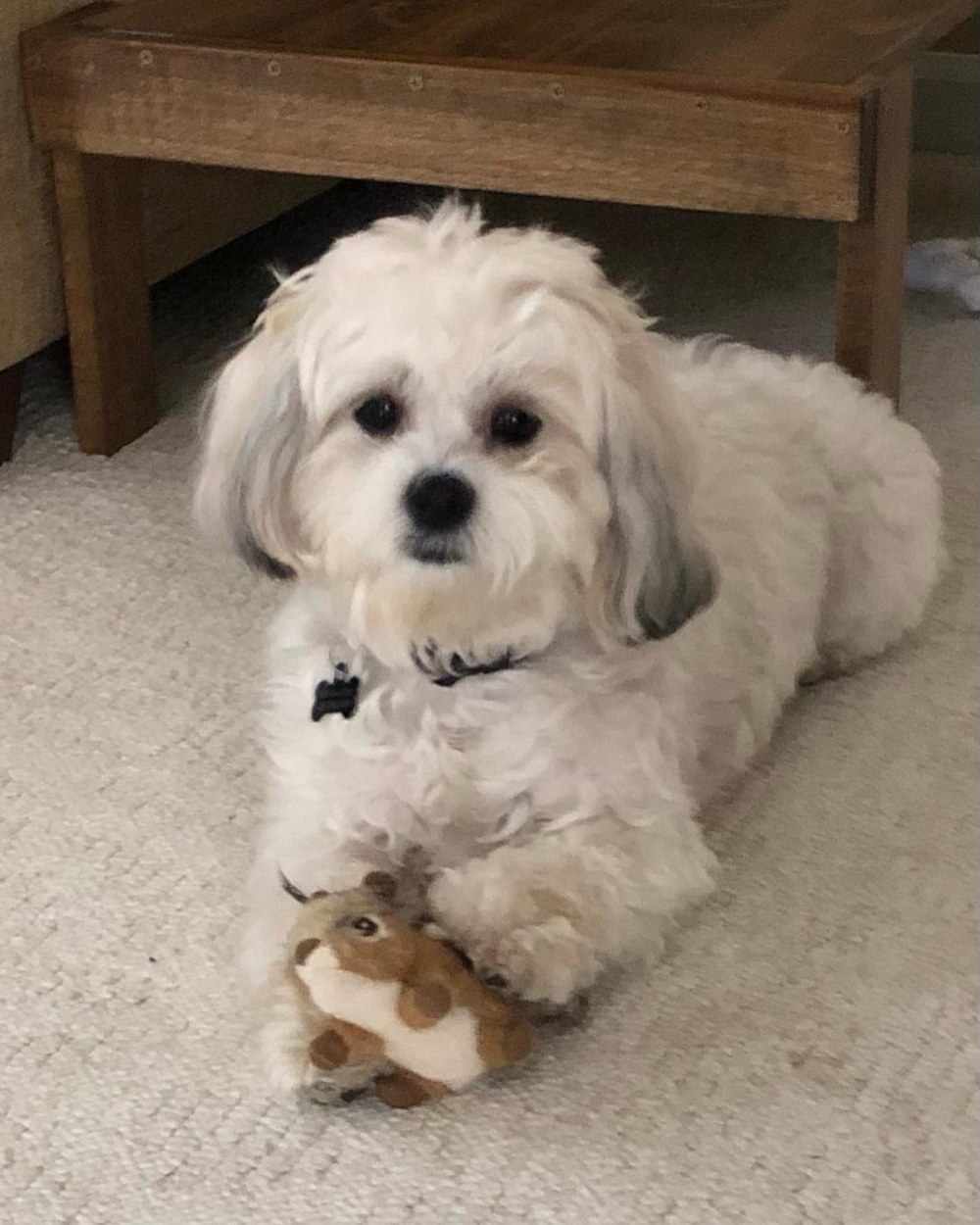 Teddy Bear Dog: Complete Breed Description - Premier Pups