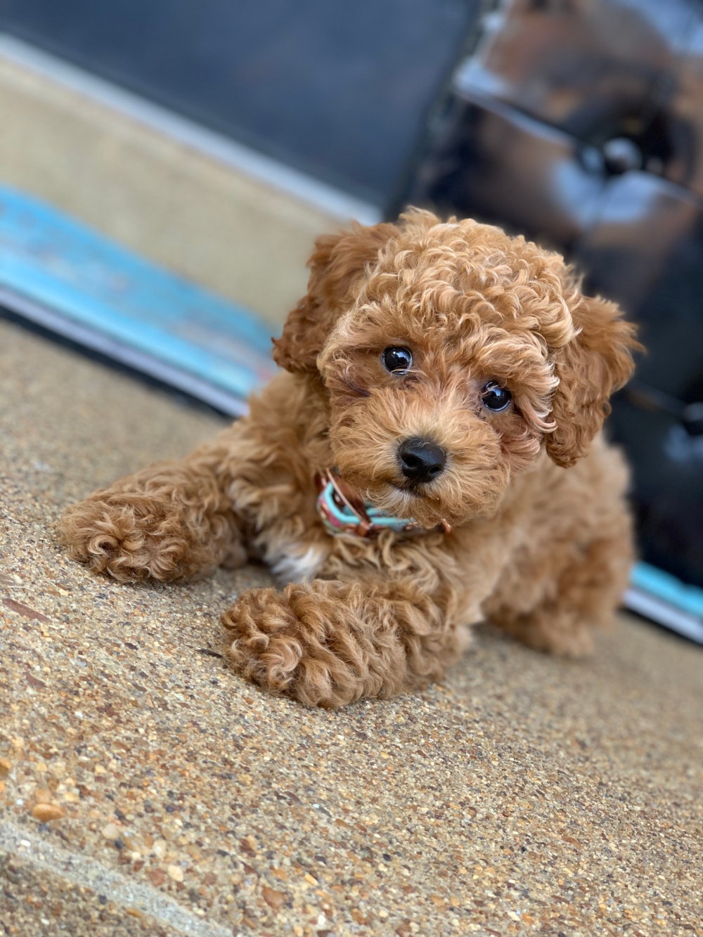 Poodle Pictures and Full Breed Information - Premier Pups