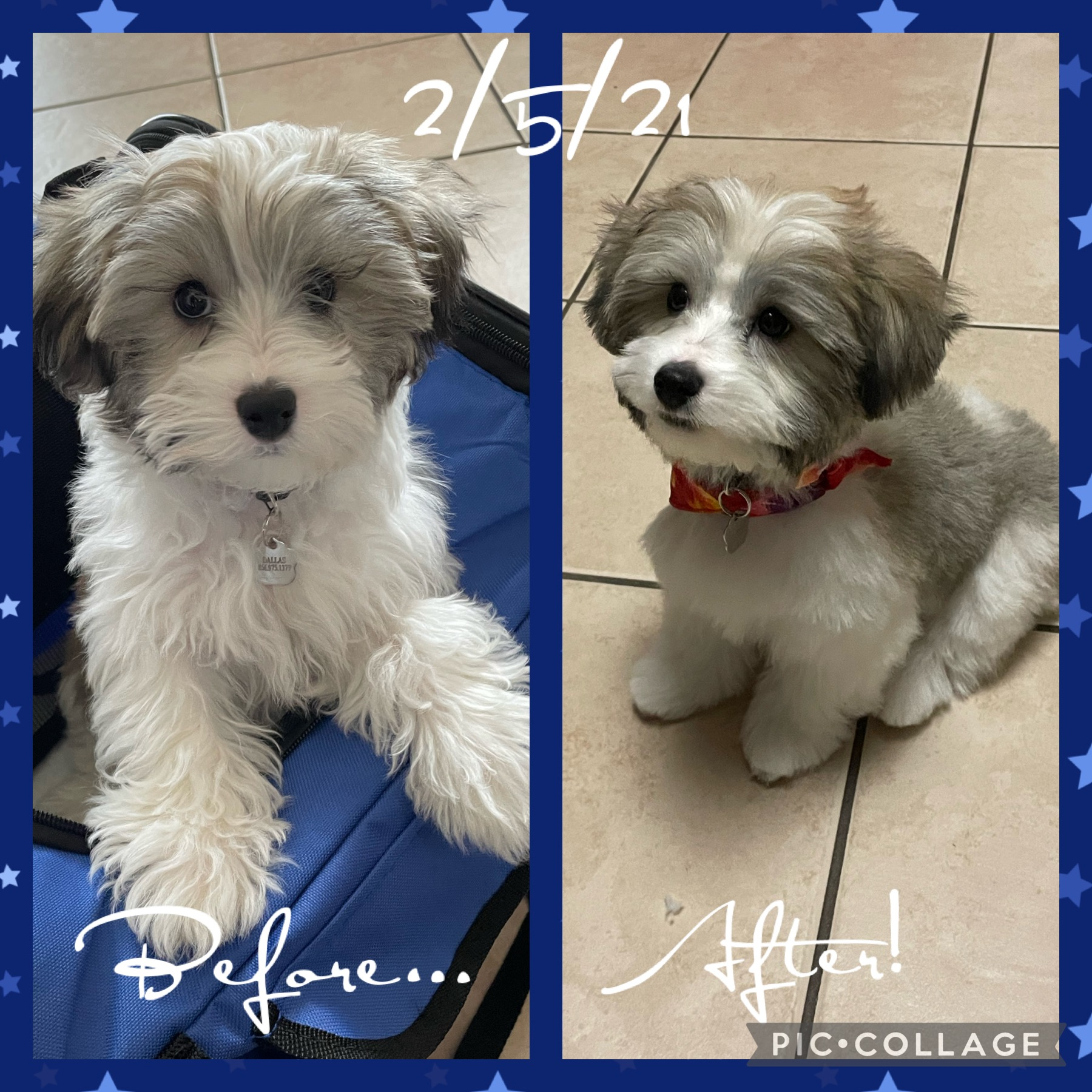 Photo Gallery: Beautiful Havapoo Pictures - Premier Pups