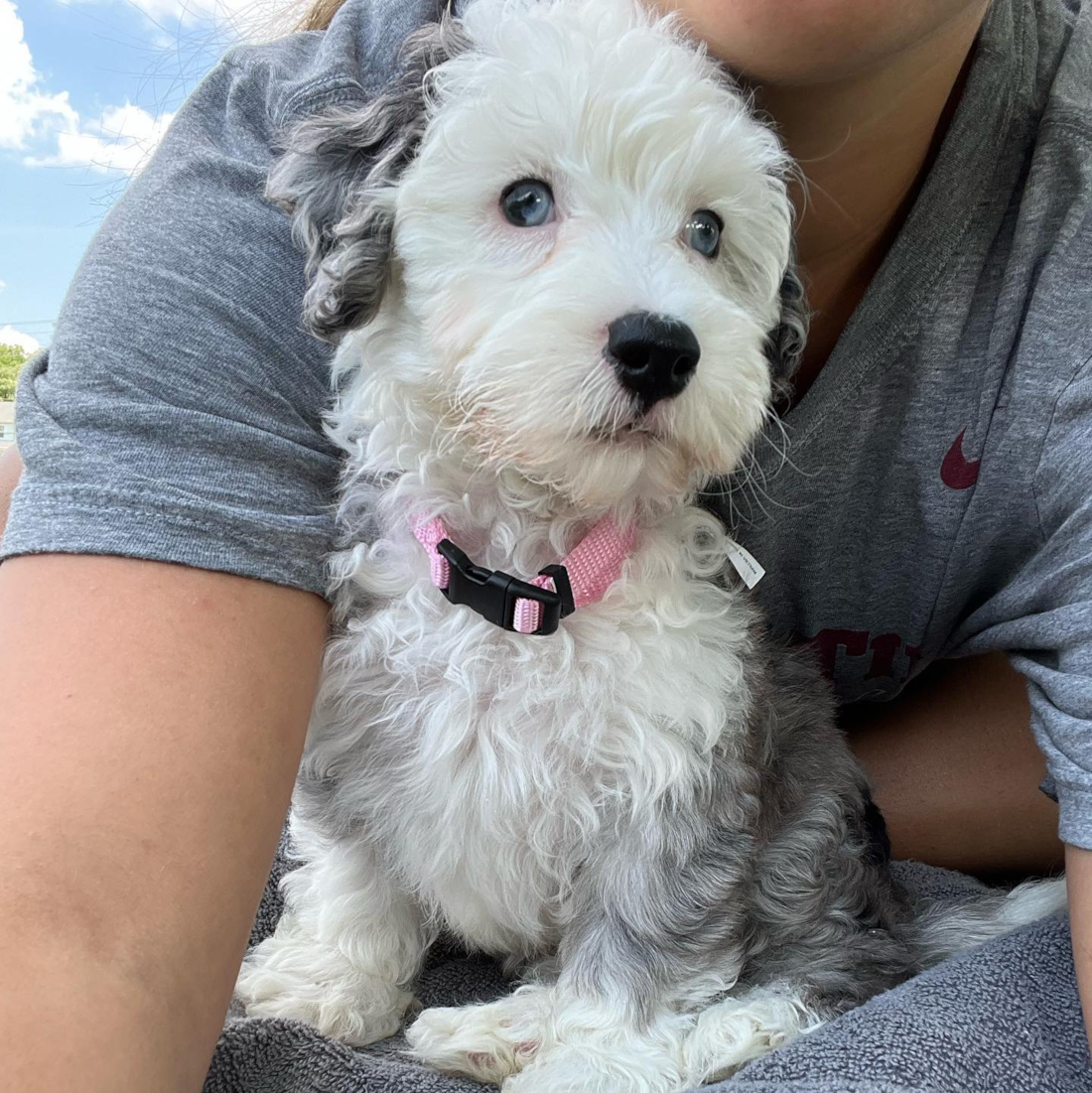Photo Gallery: Beautiful Mini Sheepadoodle Pictures - Premier Pups