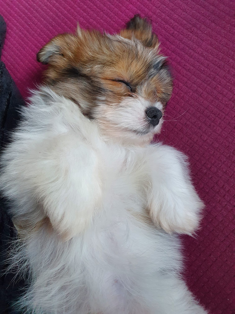 Shih Pom | Designer Breed Description | Premier Pups