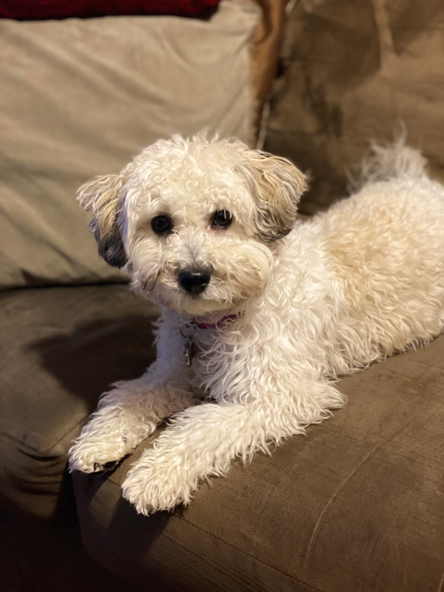 Havachon Designer Breed: Full Description - Premier Pups