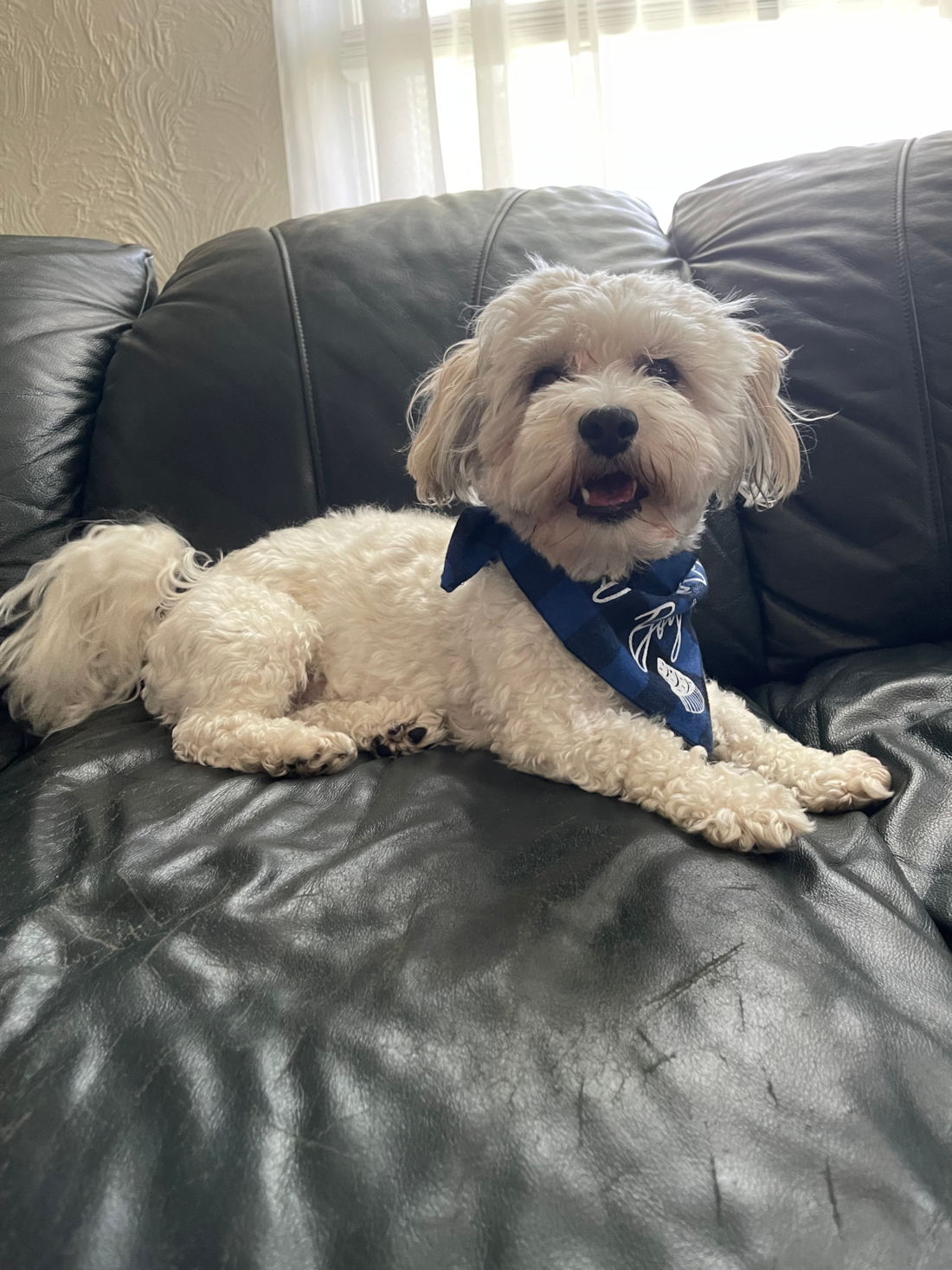 Photo Gallery: Beautiful Havachon Pictures | Premier Pups