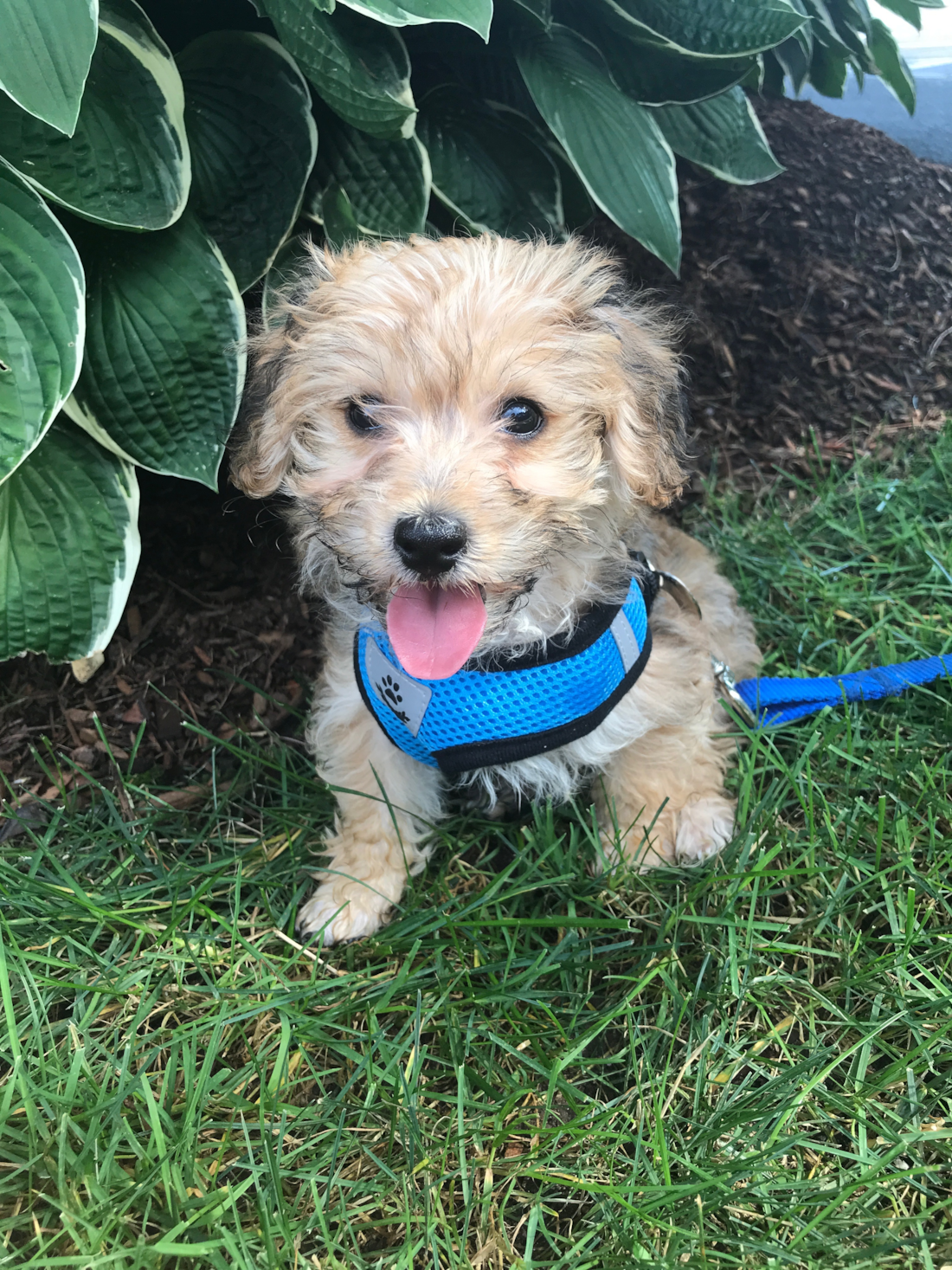 Photo Gallery: Beautiful Yorkie Chon Pictures | Premier Pups