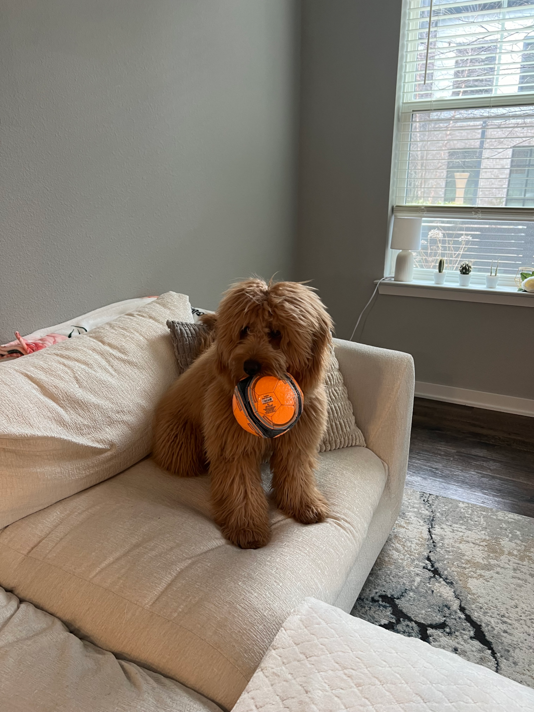 Photo Gallery: Beautiful Mini Goldendoodle Pictures - Premier Pups