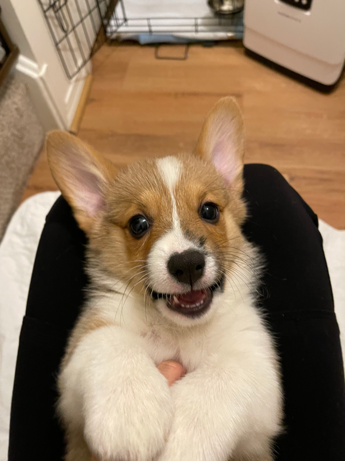 Photo Gallery: Beautiful Corgi Pictures | Premier Pups