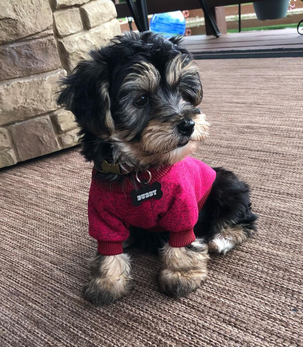 Yorkie Chon Dog Breed: Latest Information - Premier Pups