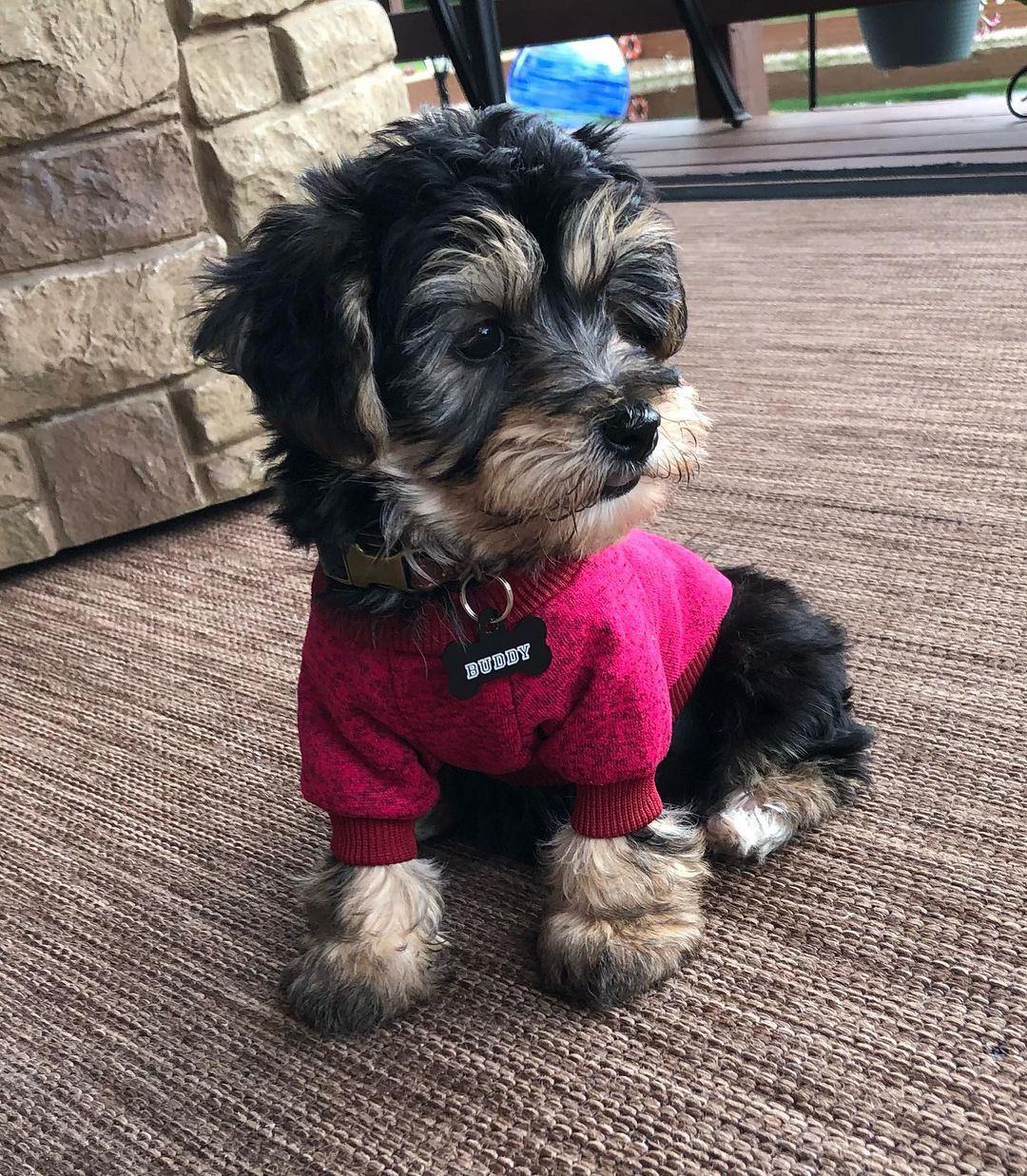 Yorkie Chon Dog Breed: Latest Information - Premier Pups