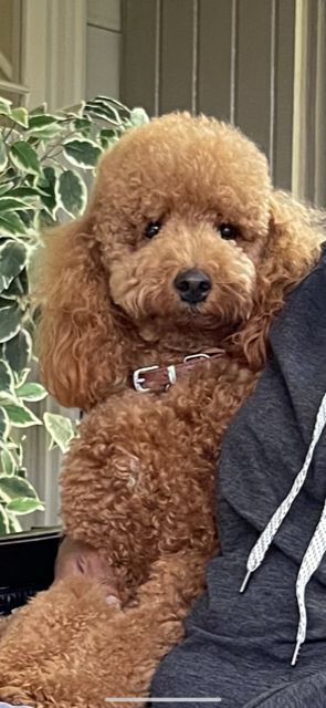 Photo Gallery: Beautiful Poodle Pictures | Premier Pups