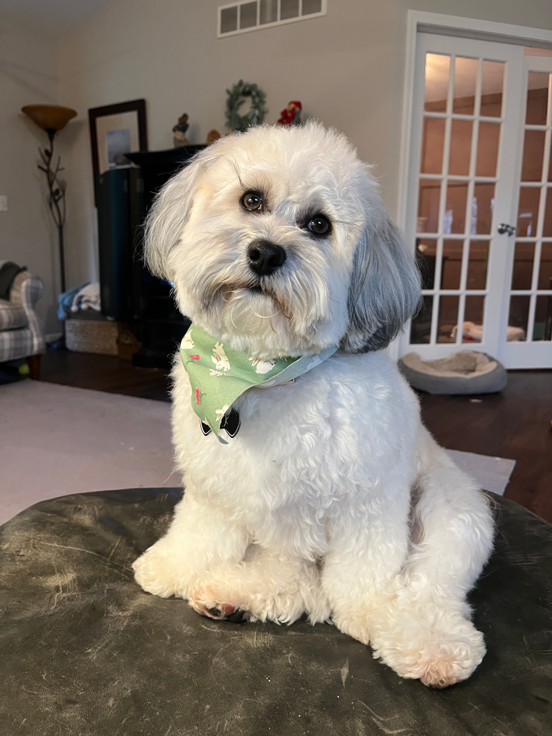 Photo Gallery: Beautiful Havapoo Pictures - Premier Pups