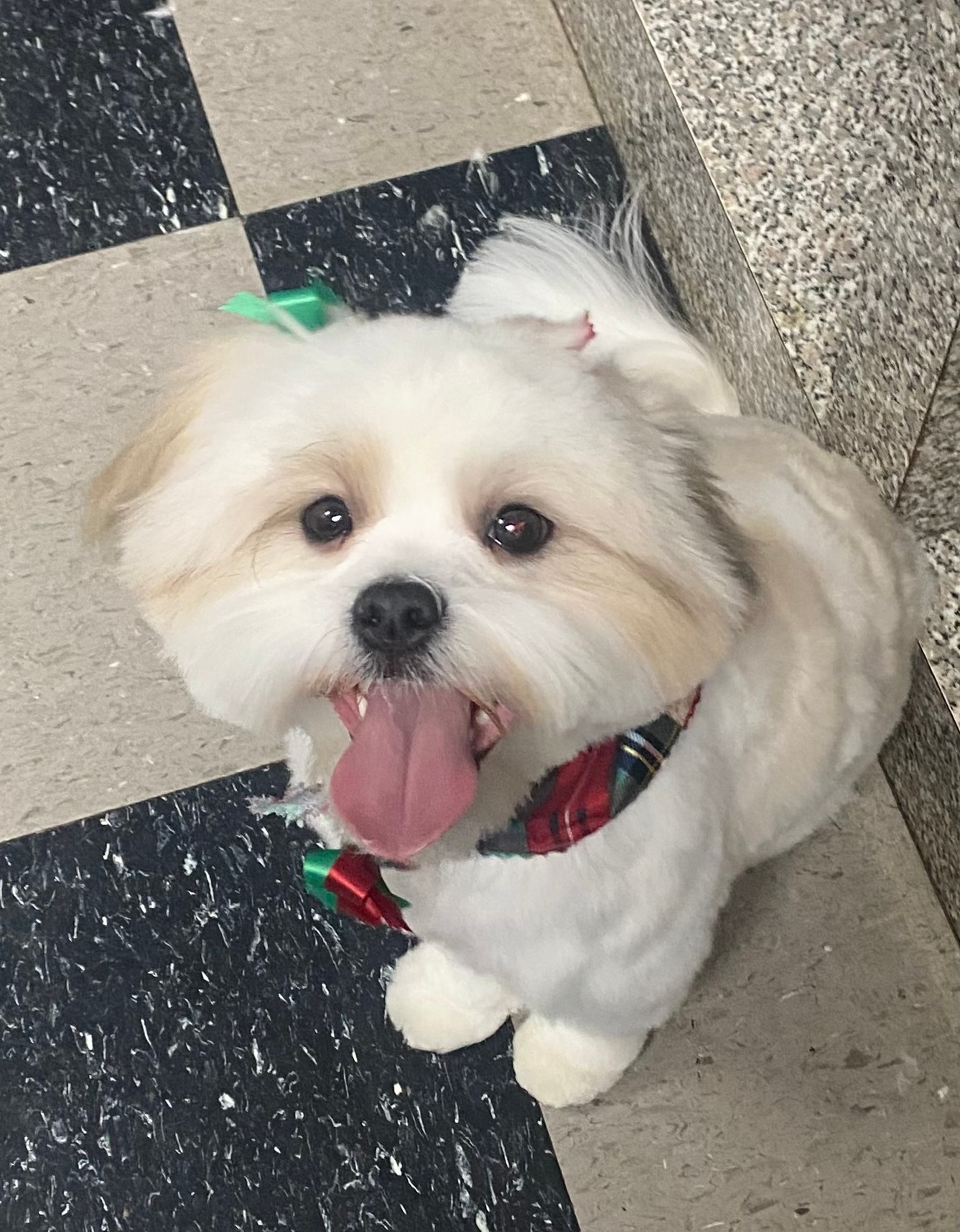 Shih Poo: Designer Doodle Breed Information | Premier Pups
