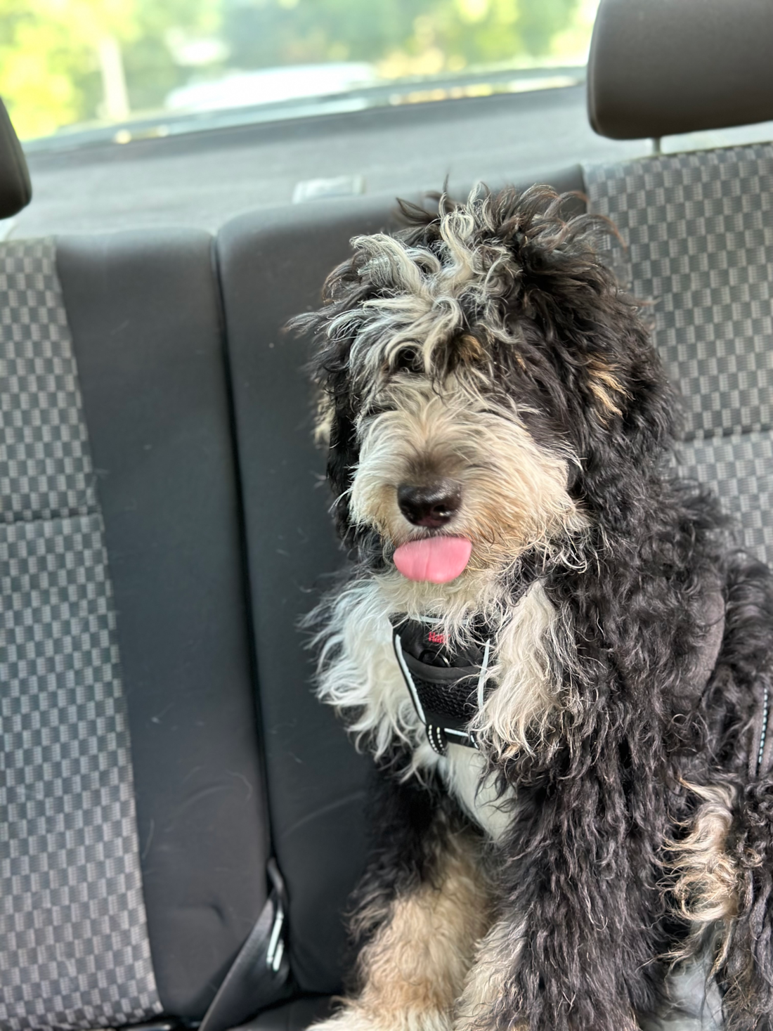 Photo Gallery: Beautiful Mini Bernedoodle Pictures - Premier Pups