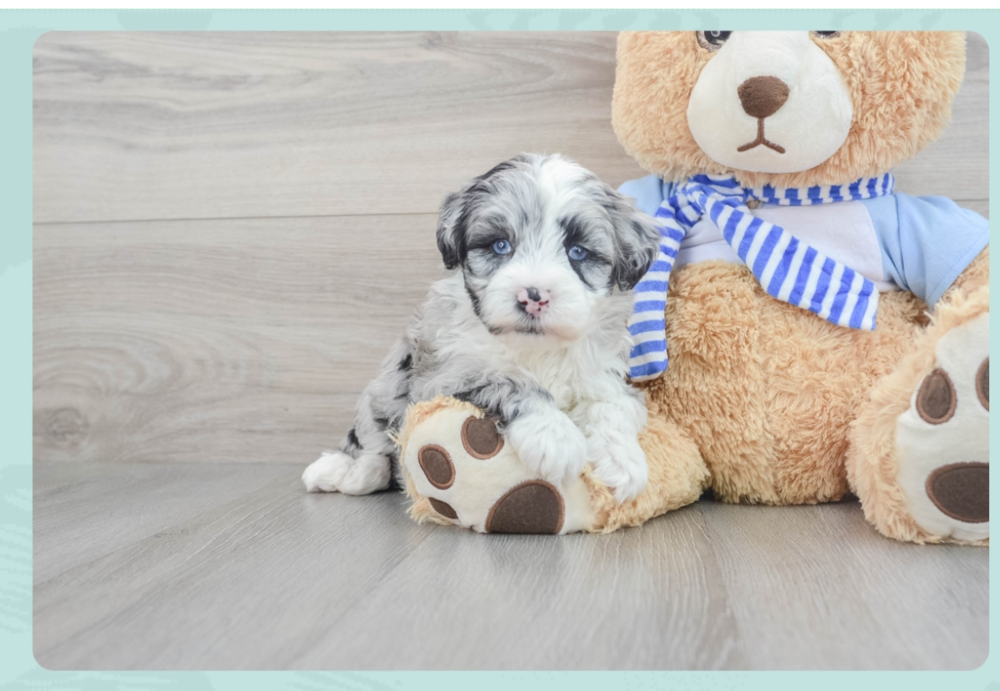 Mini Sheepadoodle | Full Breed Info | Premier Pups
