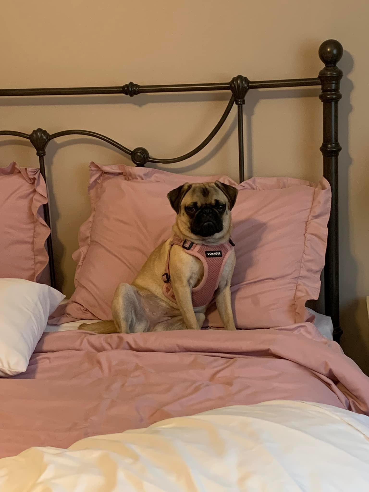 Photo Gallery: Beautiful Pug Pictures | Premier Pups