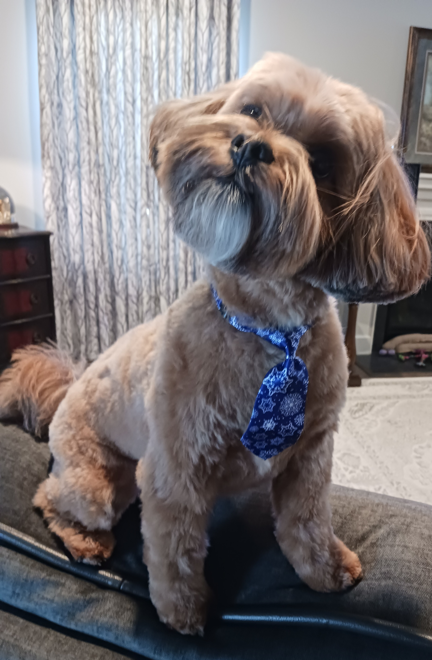 Photo Gallery: Beautiful Shih Poo Pictures - Premier Pups