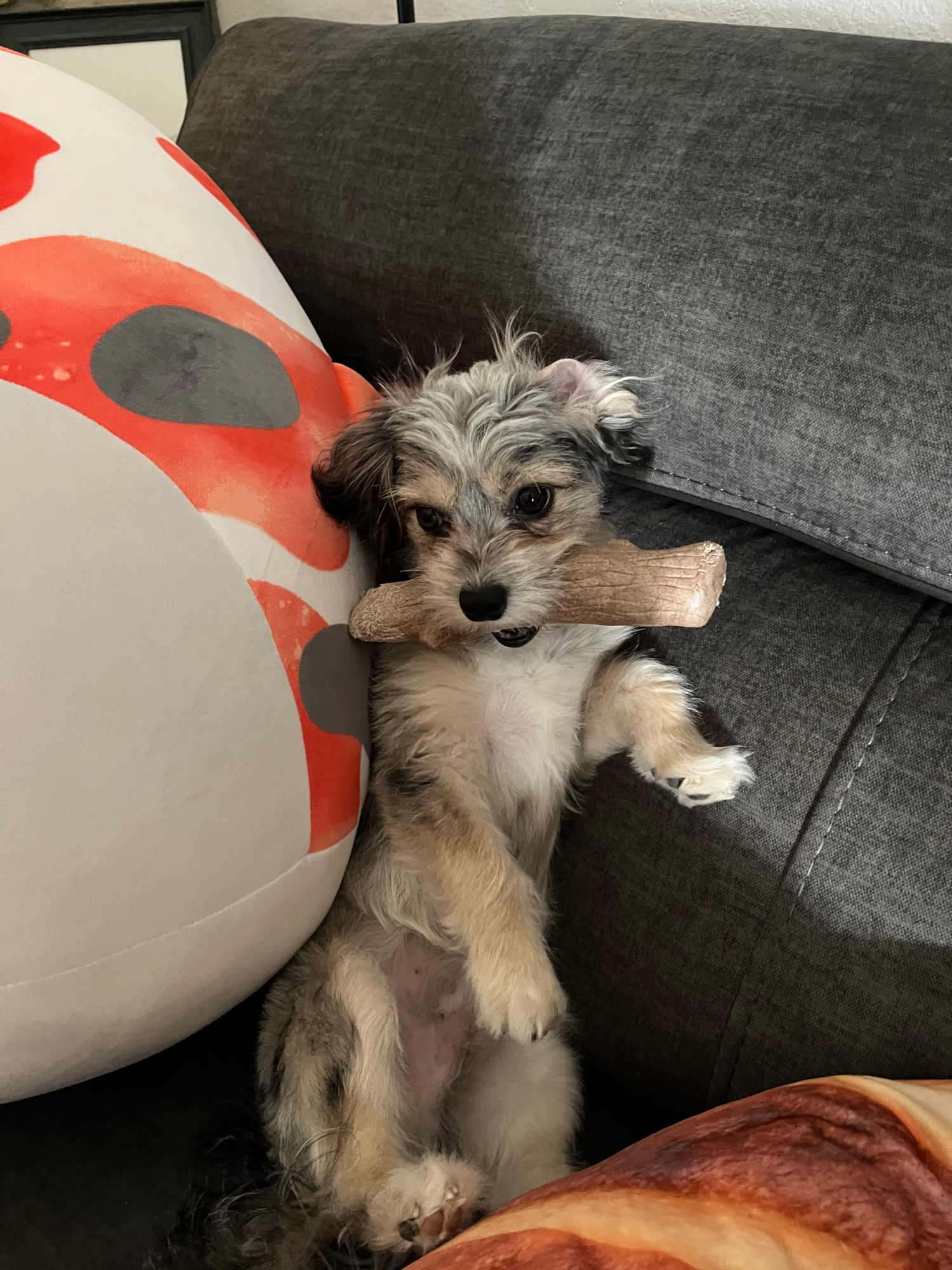 Aussiechon Designer Breed Information | Premier Pups