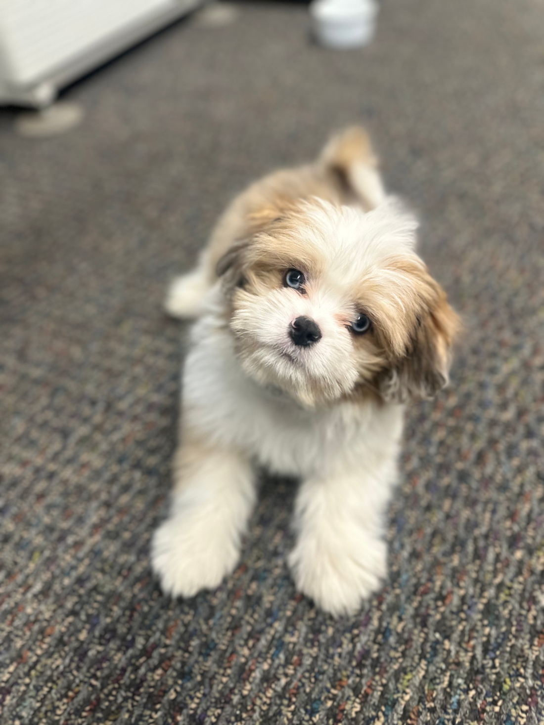 Pomsky, Yorkie, Mini Goldendoodle, Cavapoo, Morkie puppy photos and ...