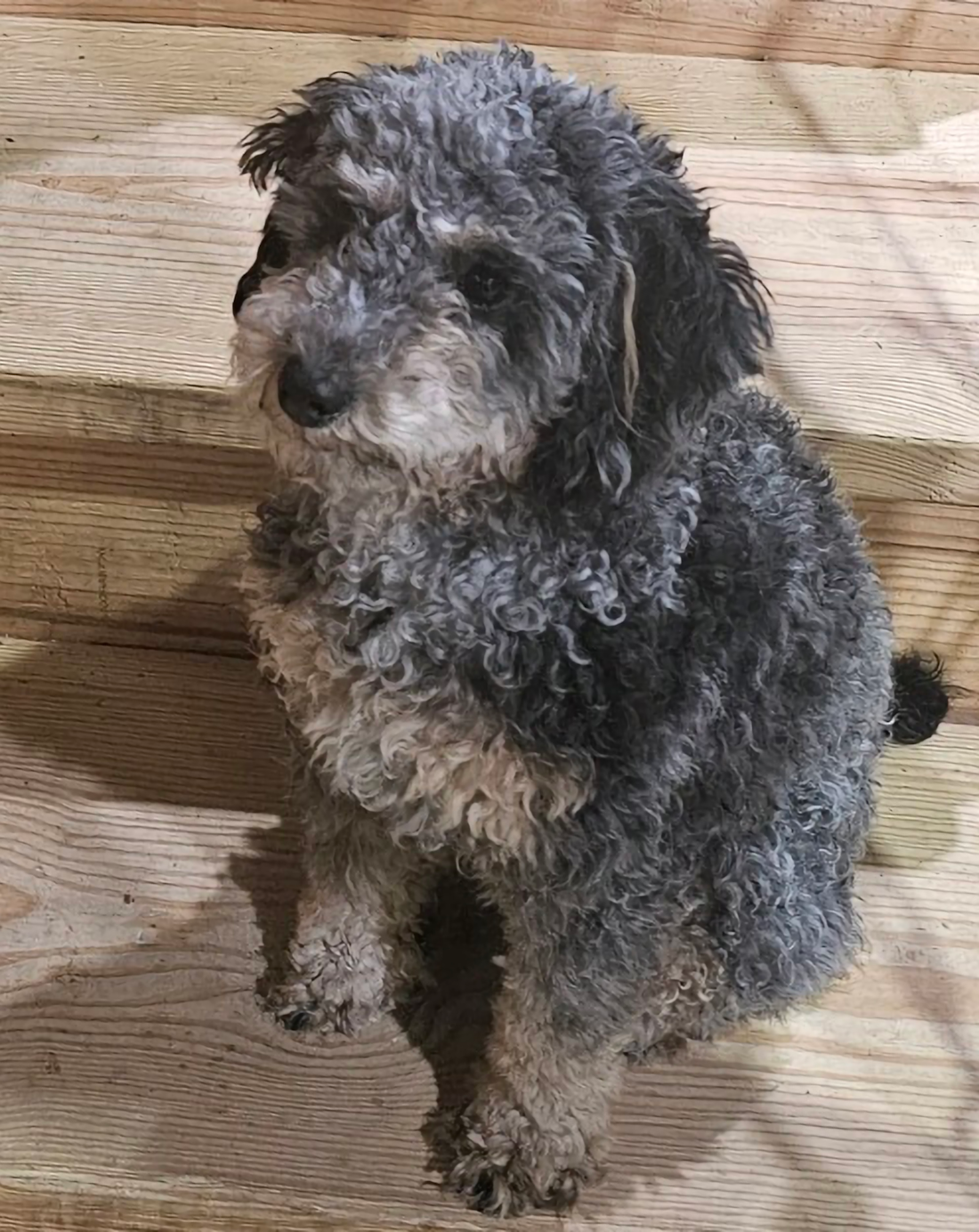 Photo Gallery: Beautiful Poodle Pictures | Premier Pups