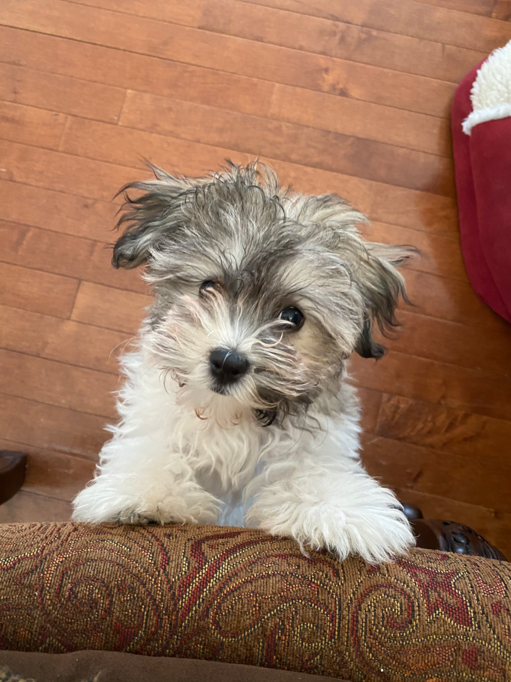 Havachon Designer Breed: Full Description - Premier Pups