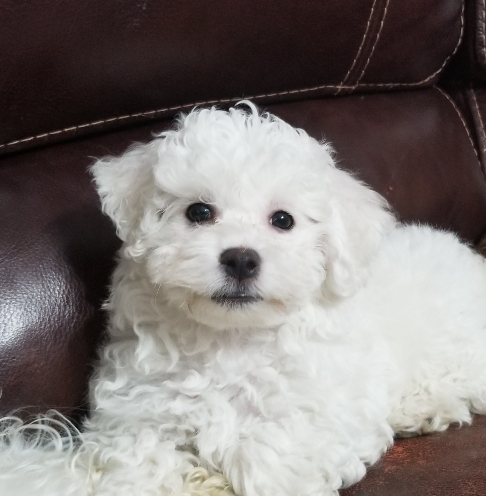 Photo Gallery: Beautiful Bichon Frise Pictures | Premier Pups