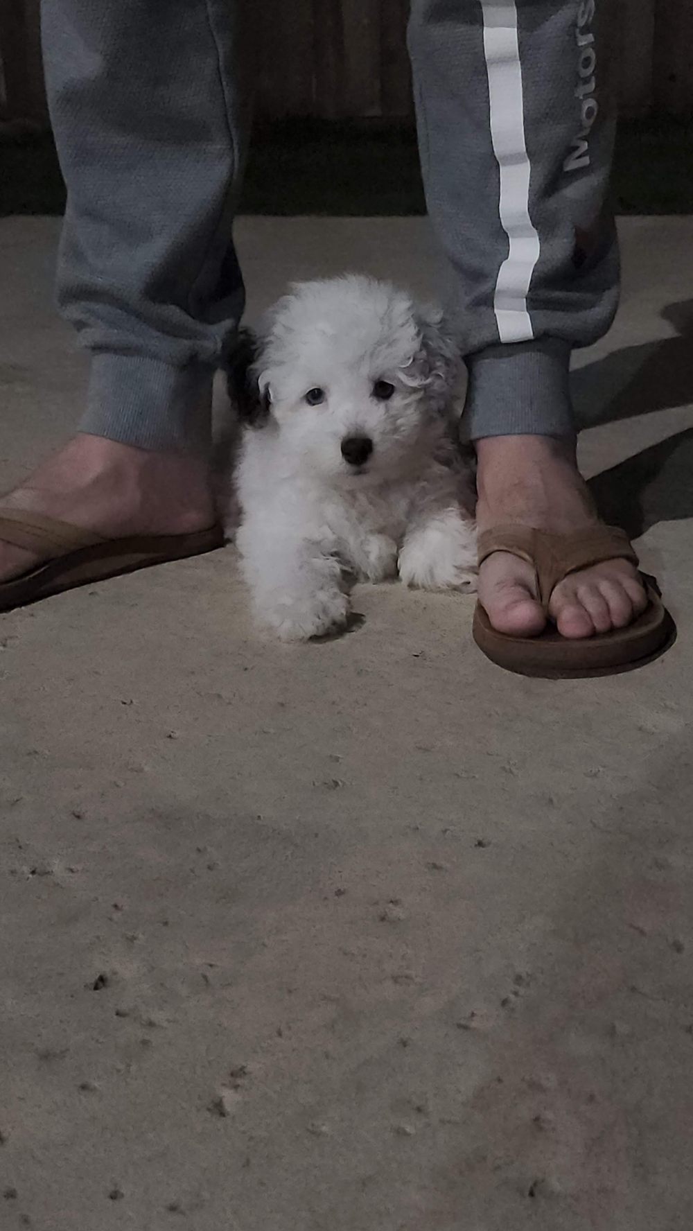 Havapoo Designer Breed Information | Premier Pups