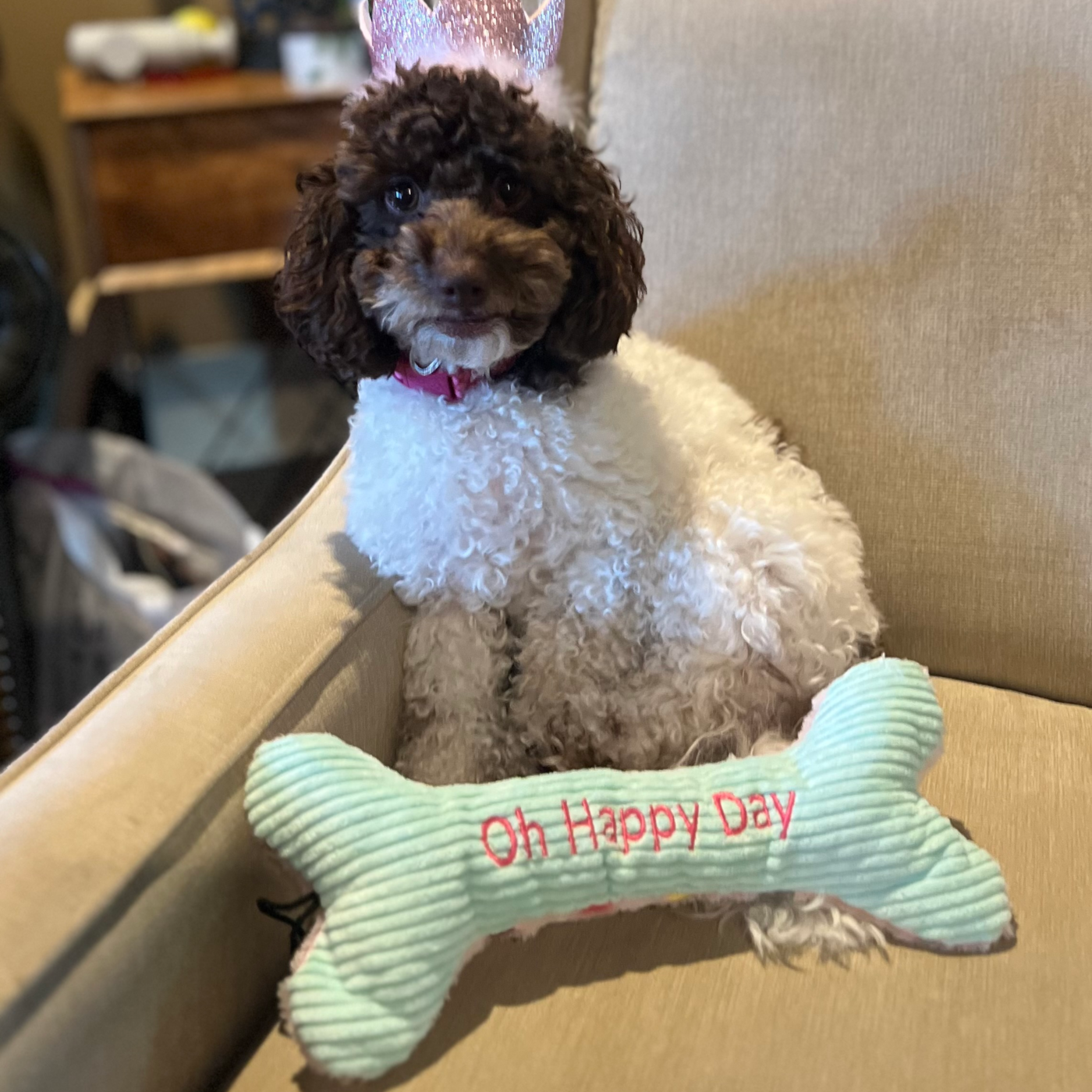 The Premier Experience - Premier Pups