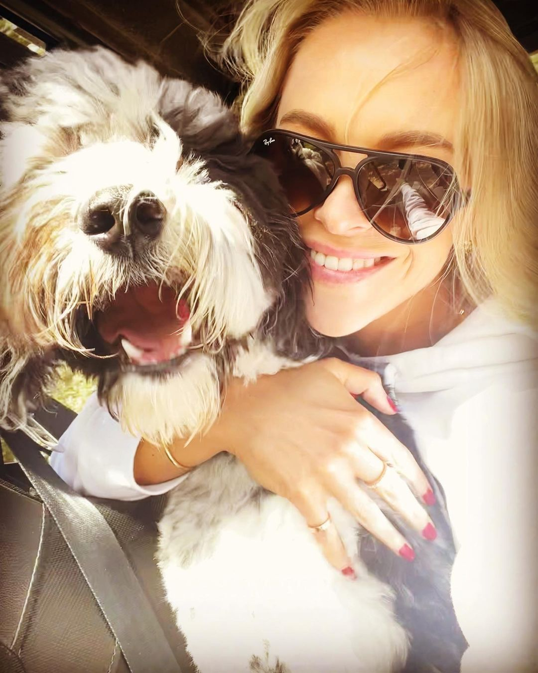 Mini Sheepadoodle | Full Breed Info | Premier Pups