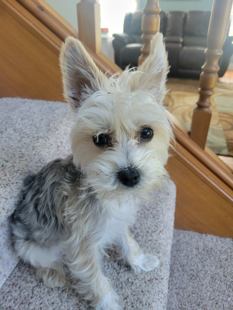 Morkie Pictures and Complete Breed Information - Premier Pups