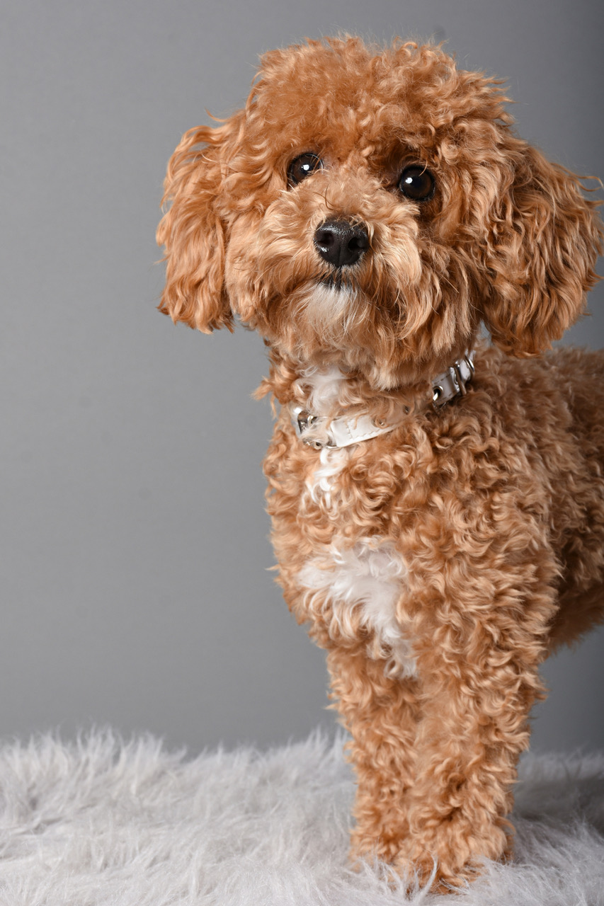 Photo Gallery: Beautiful Poochon Pictures - Premier Pups