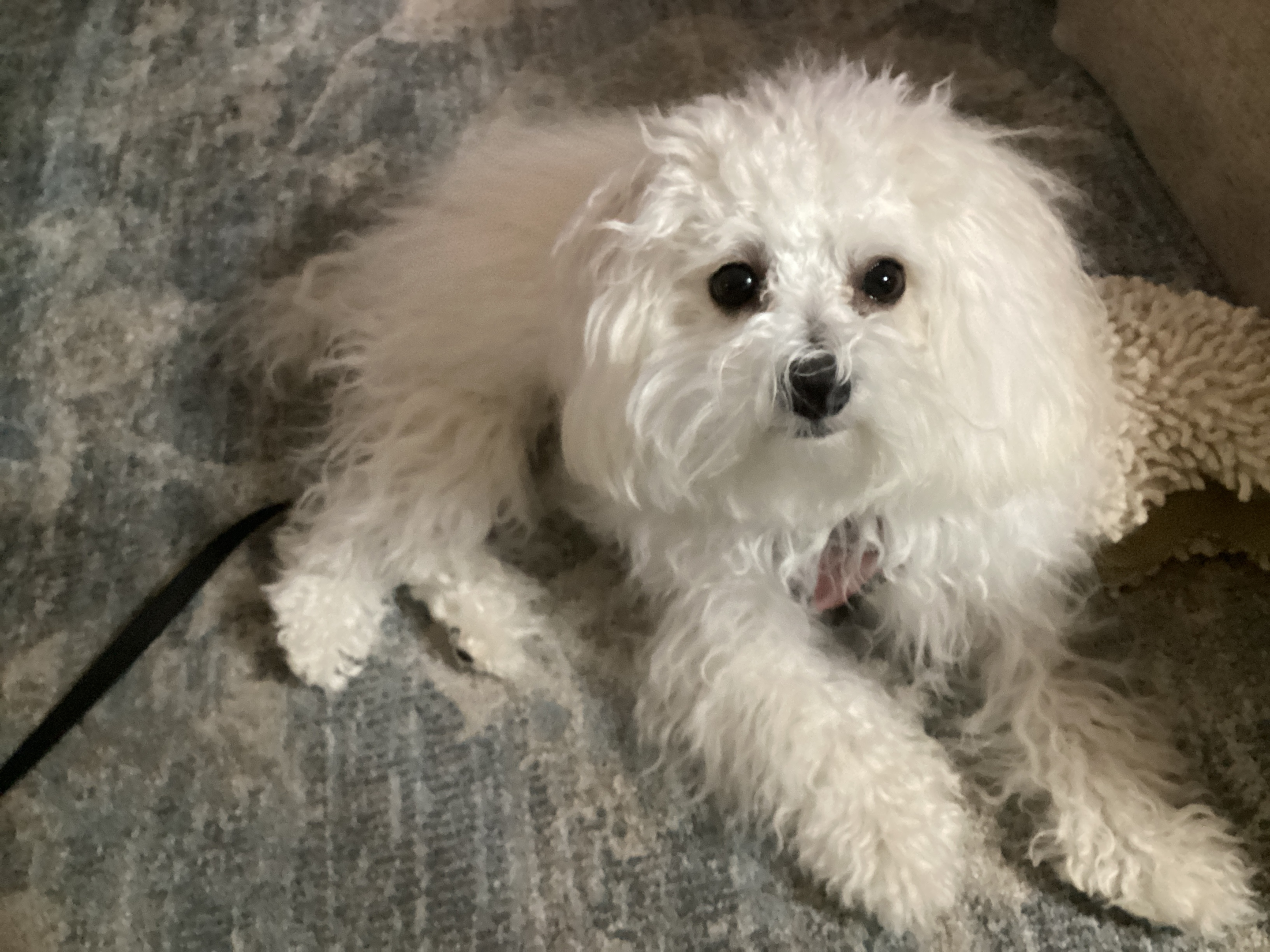 Photo Gallery: Beautiful Maltipoo Pictures - Premier Pups