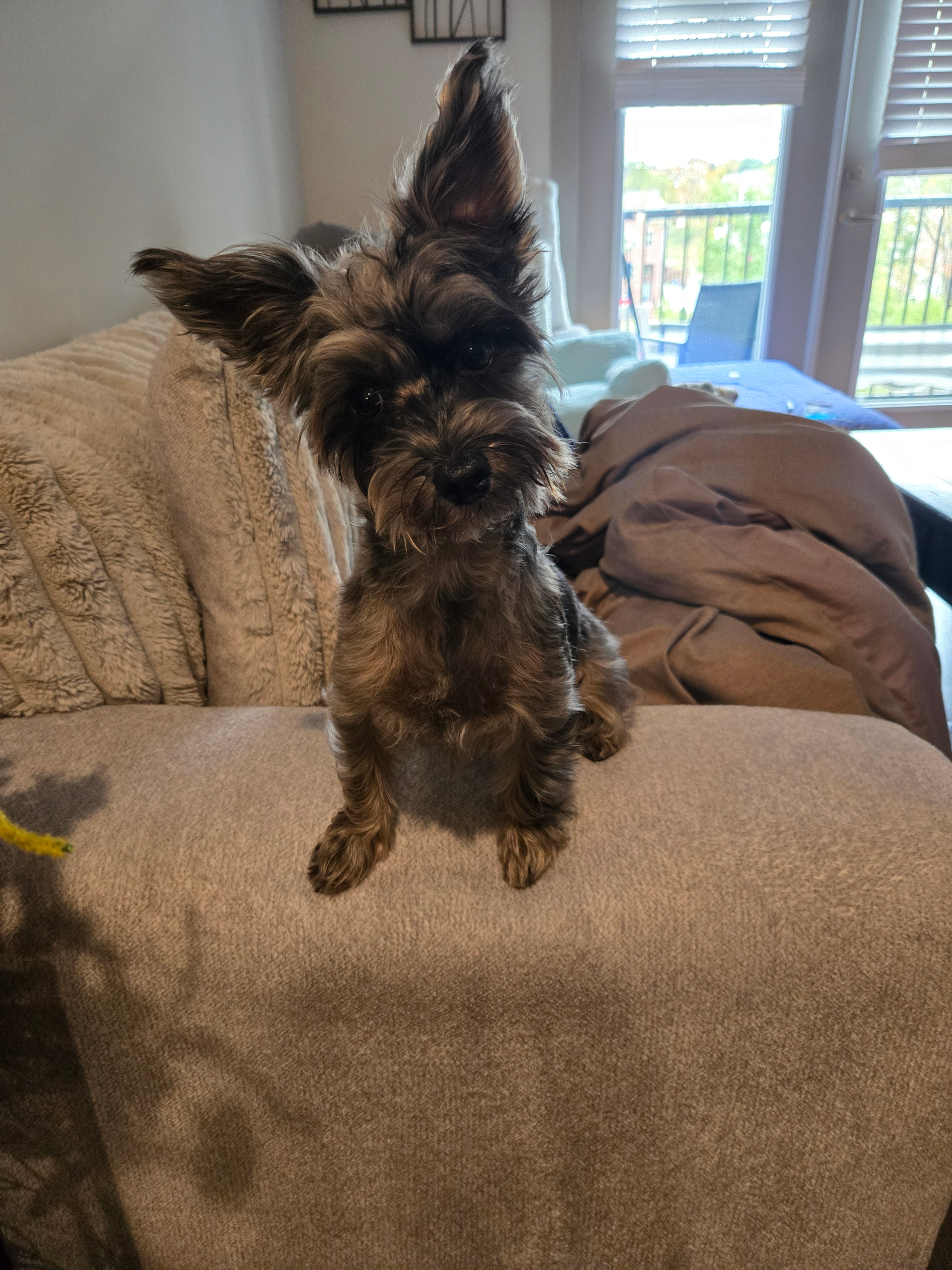 Yorkie Poo | Doodle Breed Information | Premier Pups