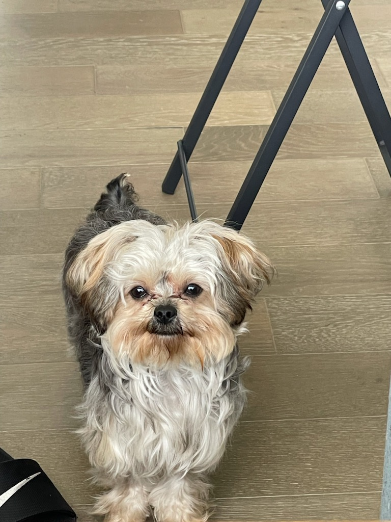 Yorkie Chon Dog Breed: Latest Information - Premier Pups