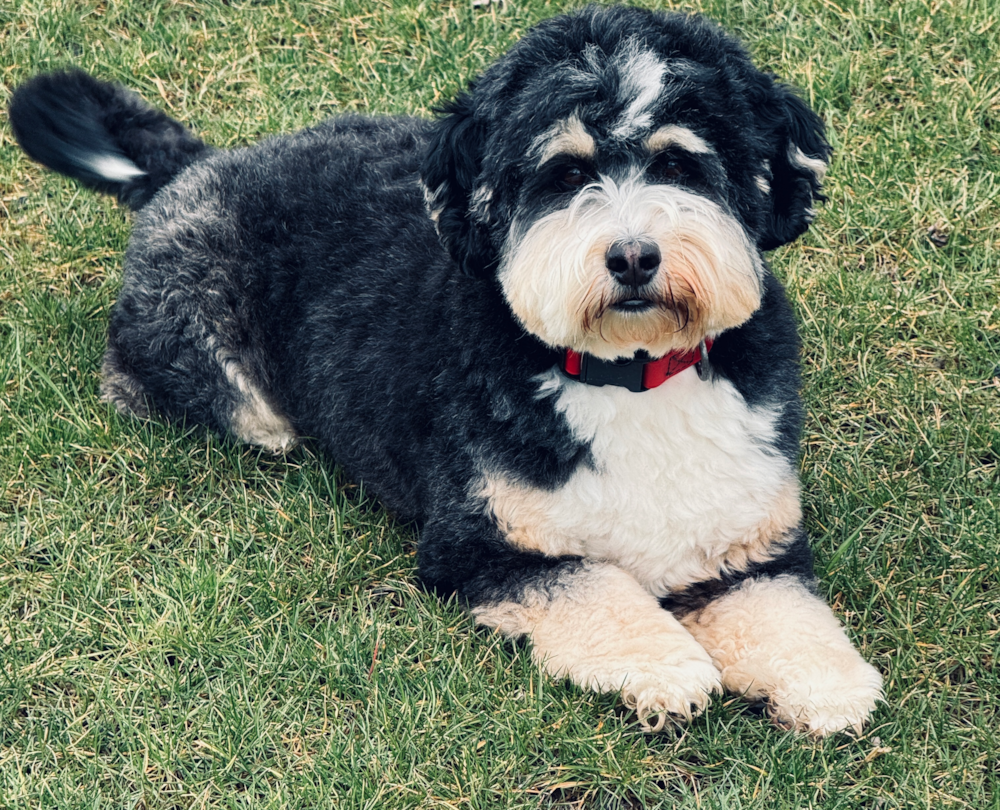 Mini Bernedoodle Pictures and Full Description | Premier Pups