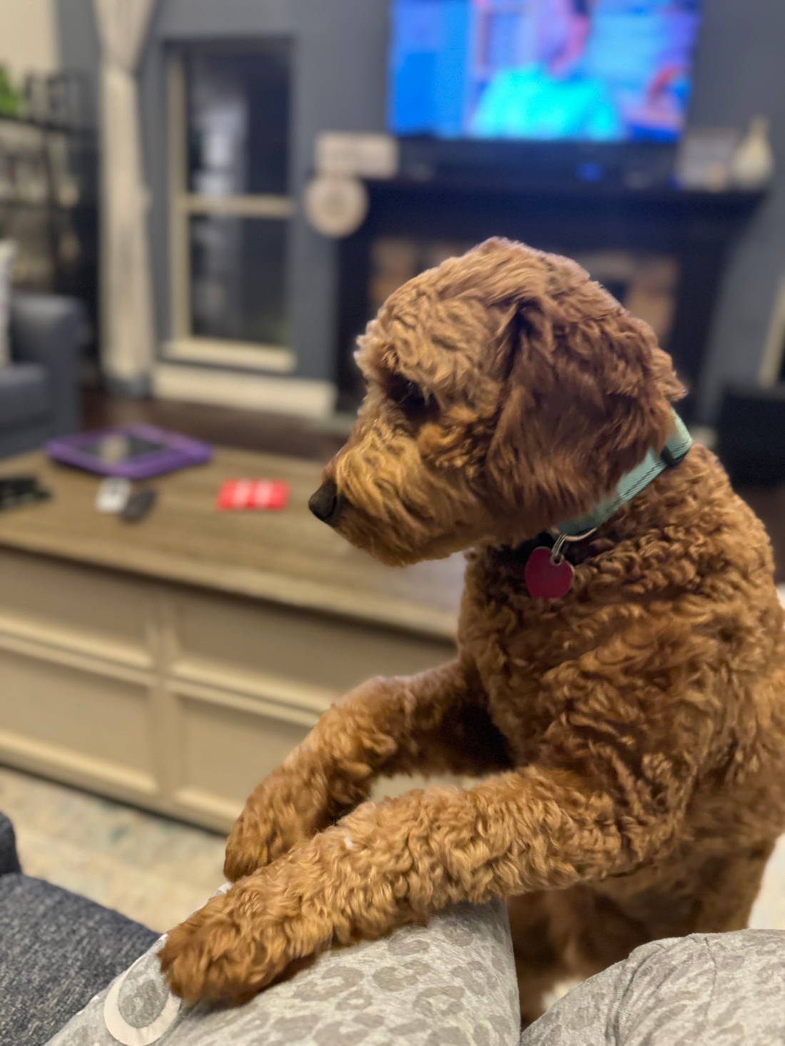 Photo Gallery: Beautiful Mini Goldendoodle Pictures - Premier Pups