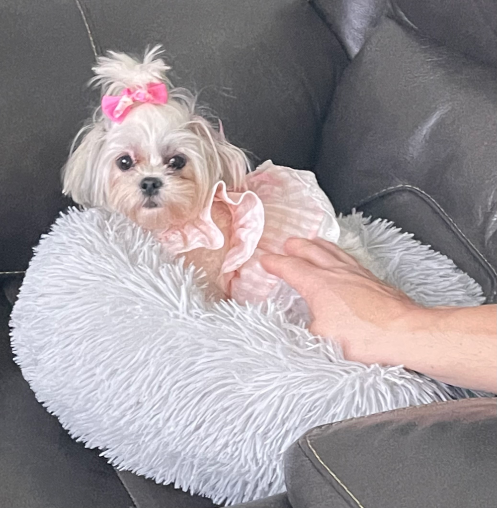 Teddy Bear Dog: Complete Breed Description - Premier Pups