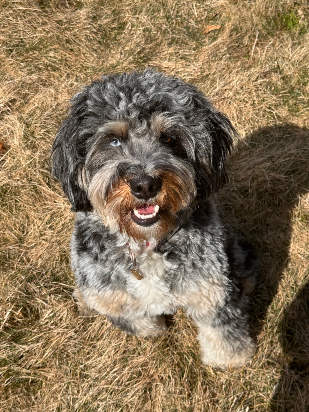 Mini Bernedoodle Pictures and Full Description | Premier Pups
