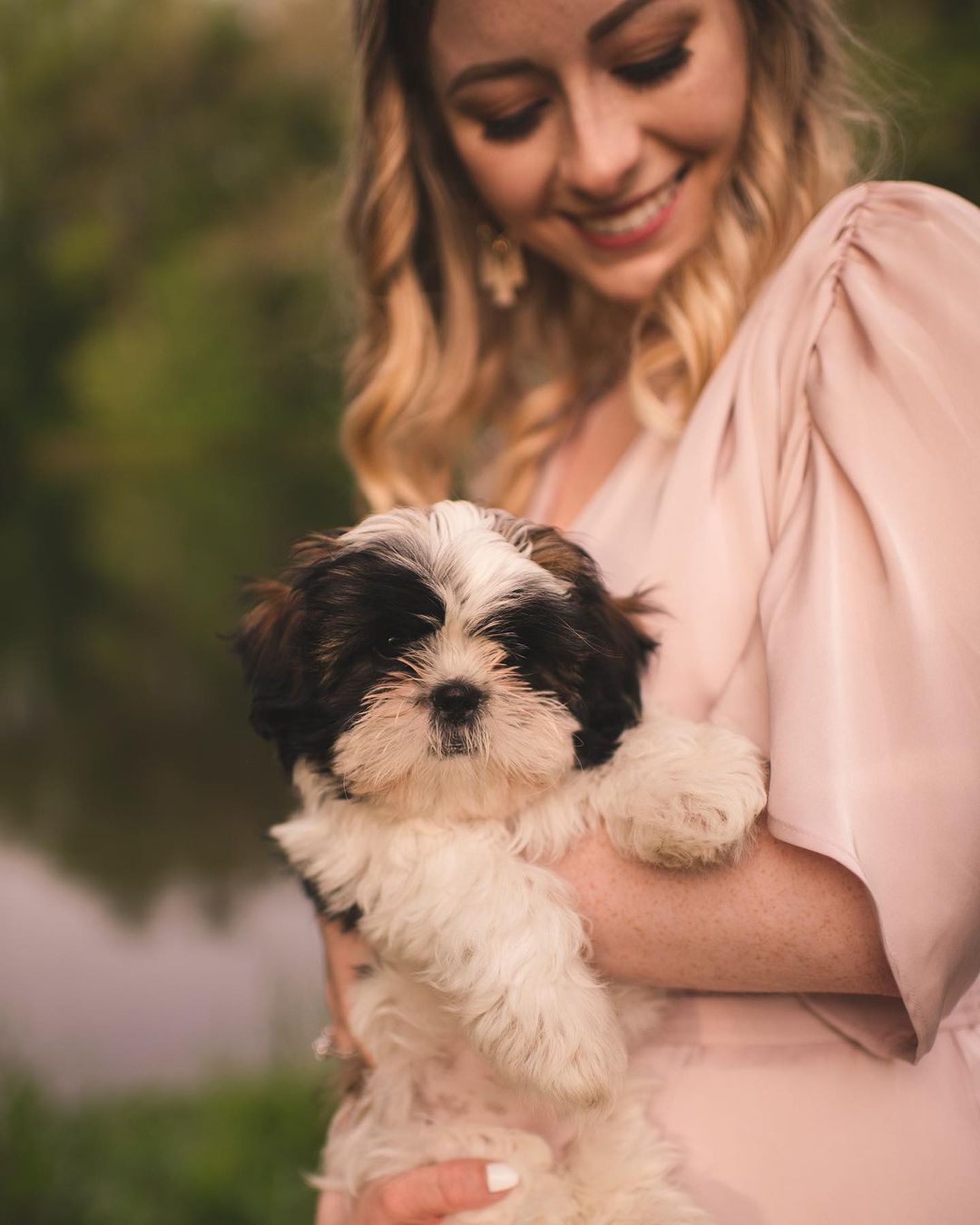 Photo Gallery: Beautiful Shih Tzu Pictures | Premier Pups
