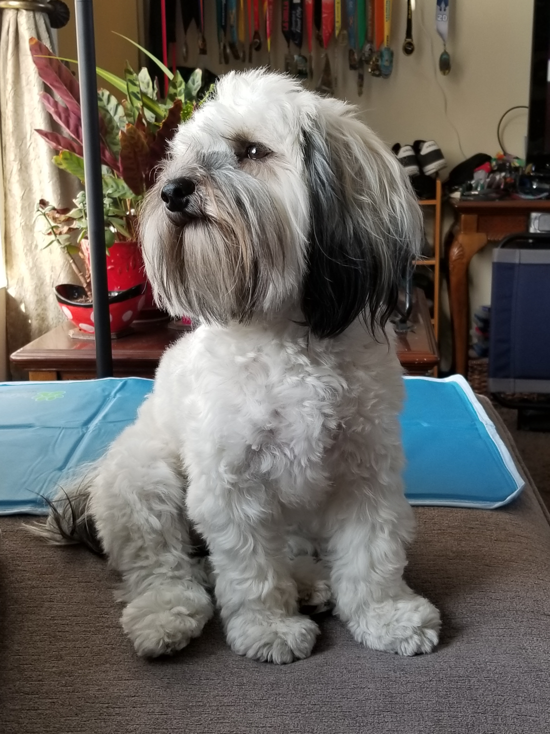 Photo Gallery: Beautiful Havanese Pictures - Premier Pups