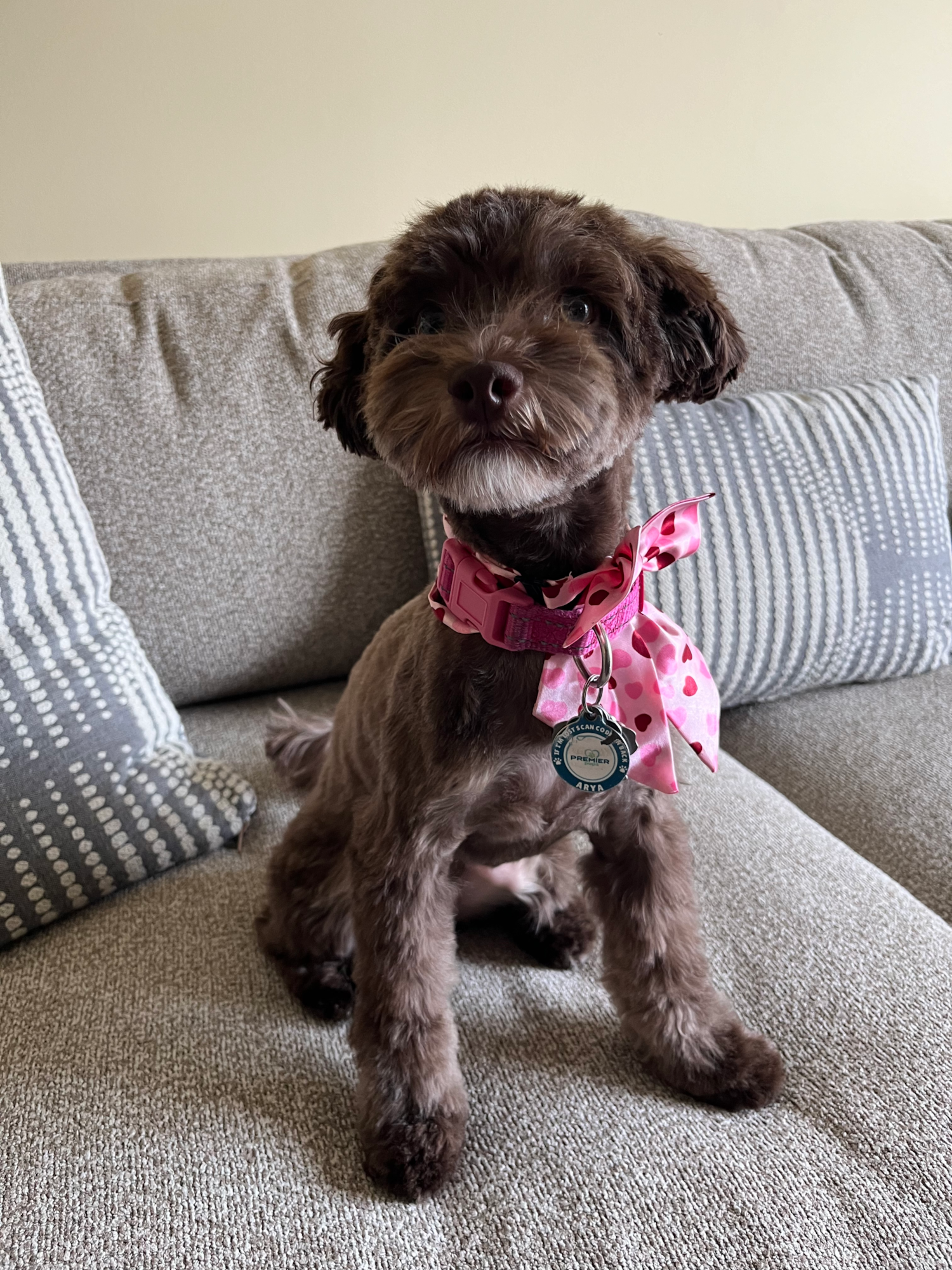 Havapoo Designer Breed Information | Premier Pups