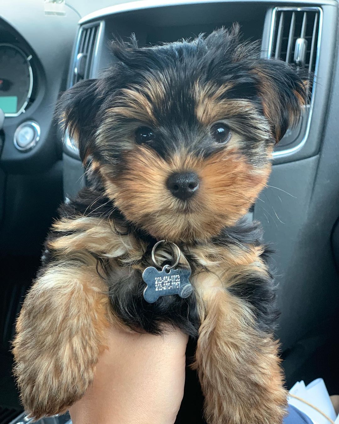 Photo Gallery: Beautiful Yorkshire Terrier Pictures - Premier Pups