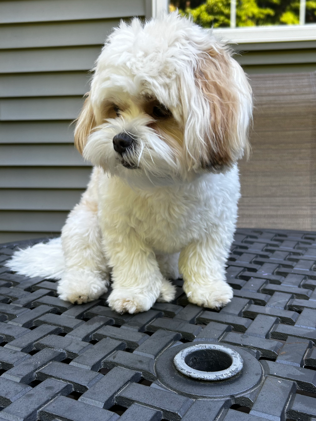 Photo Gallery: Beautiful Teddy Bear Dog Pictures - Premier Pups