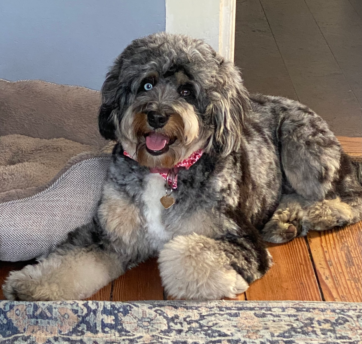 Mini Bernedoodle Pictures and Full Description | Premier Pups