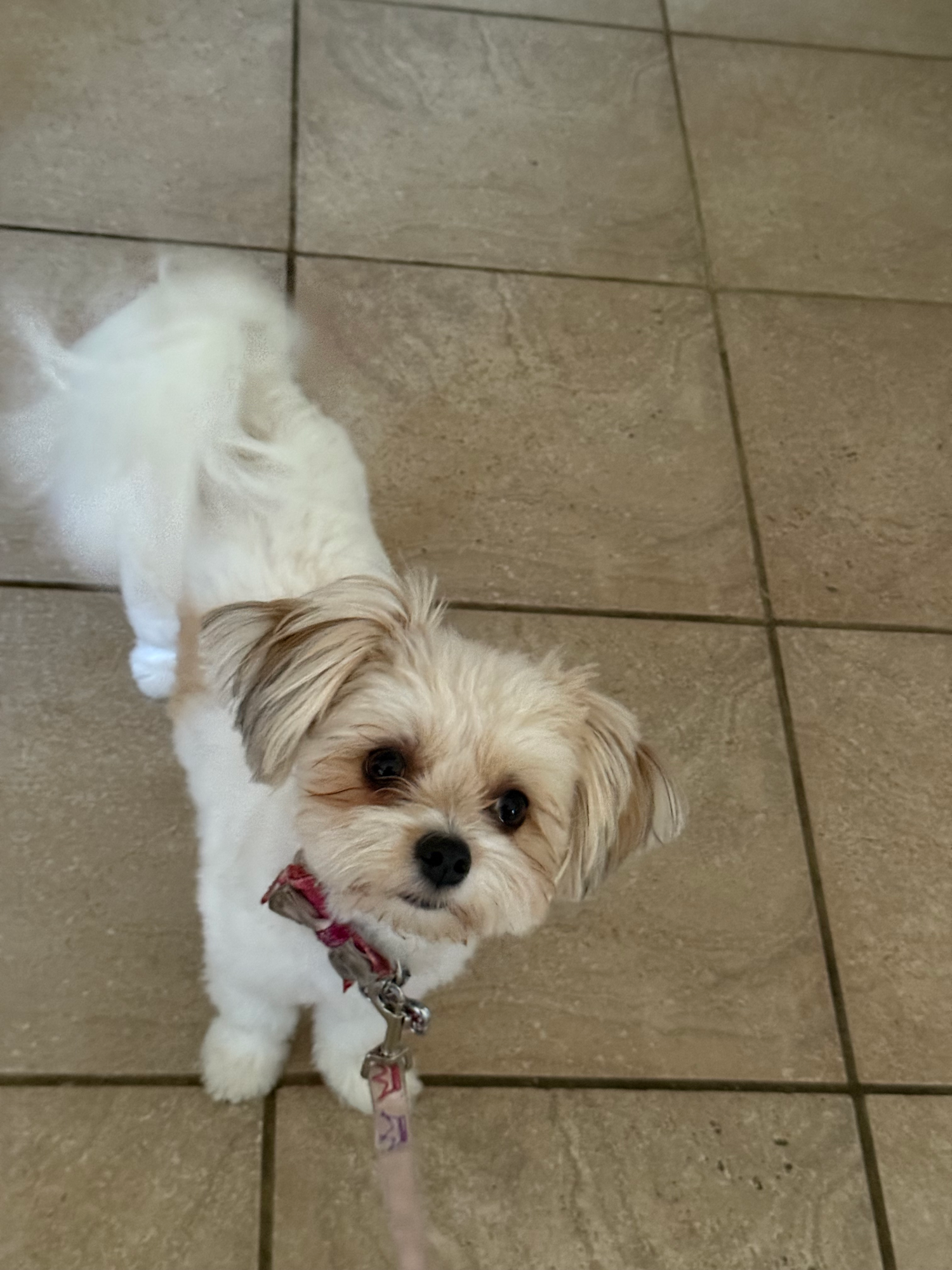 Pomachon Pictures, History, Size +More | Premier Pups